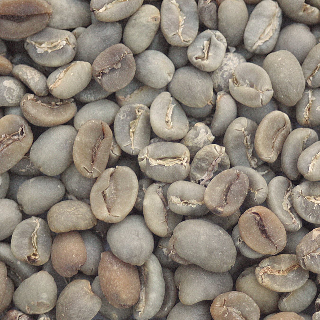 Bali: Organic Blue Moon (Green) | Current Crop Roasting Shop